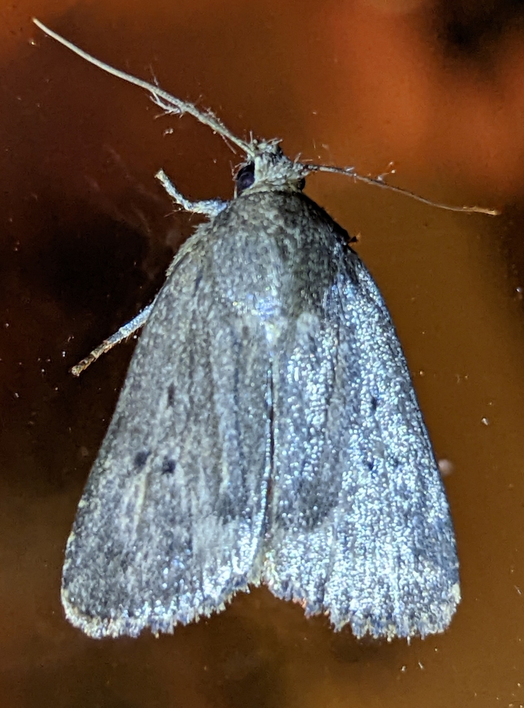 Mouse Moth from Saint-Pierre, 97500, Saint-Pierre-et-Miquelon on August ...