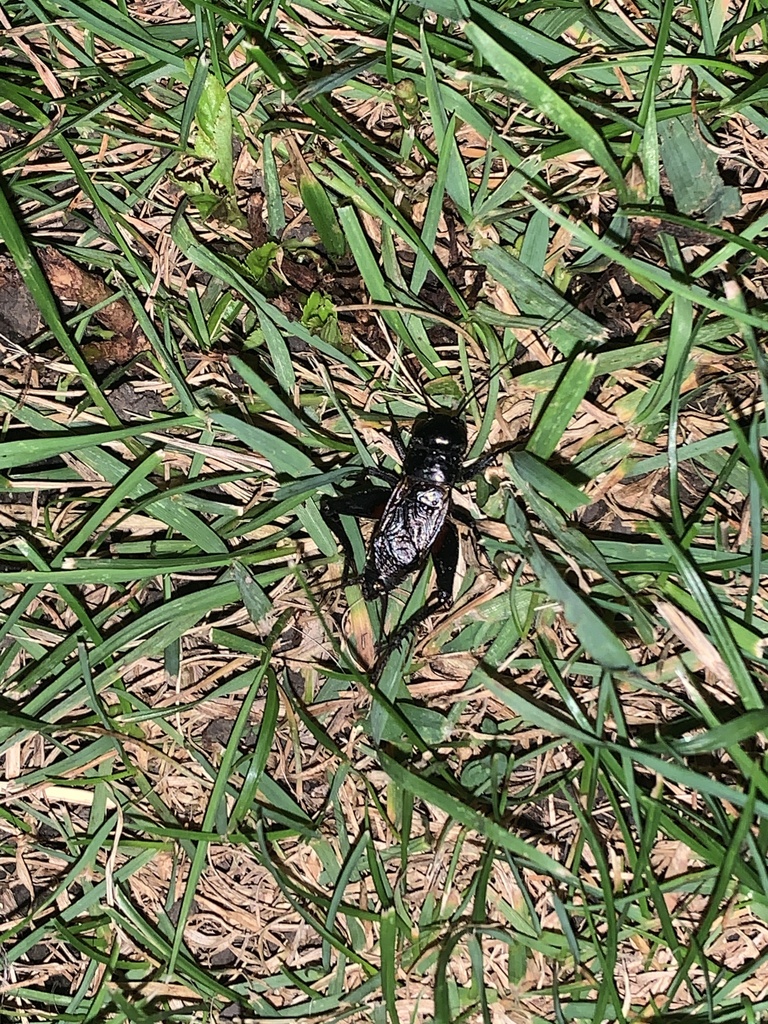 Fall Field Cricket from Rue Lapalme, Delson, QC, CA on August 22, 2022 ...