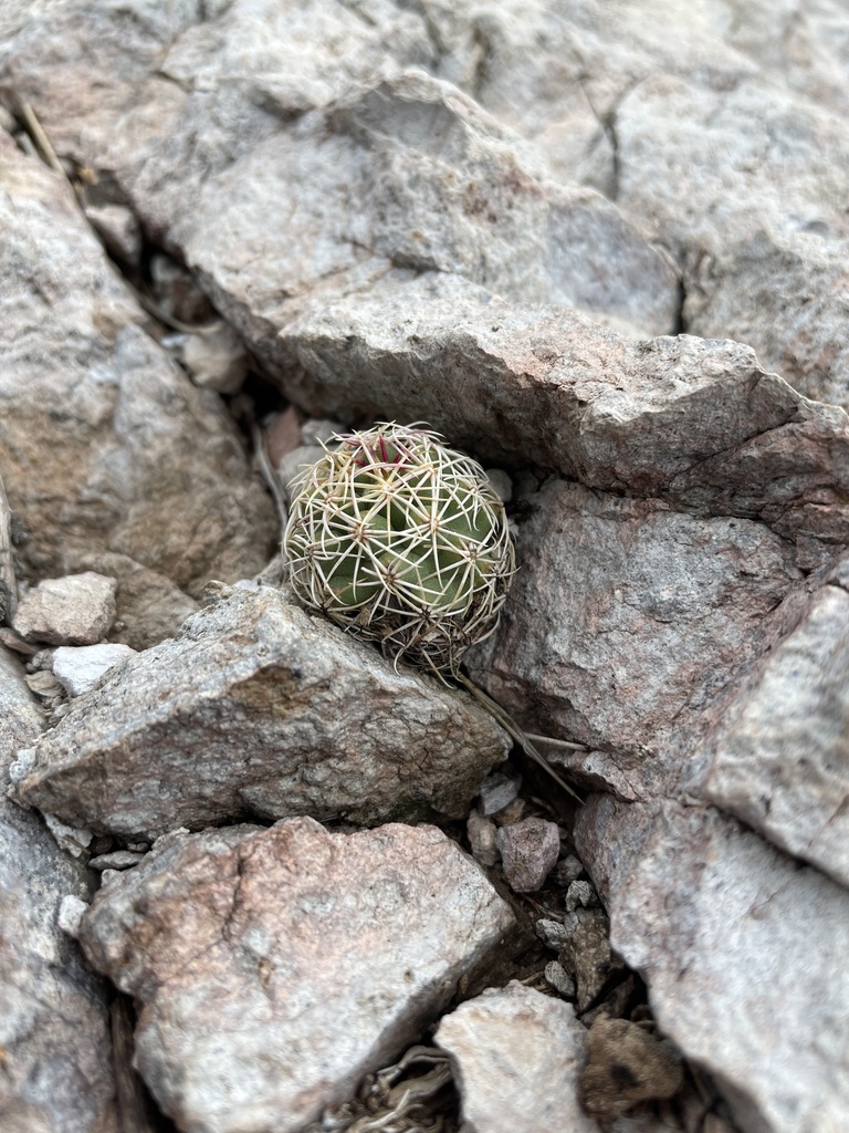 Coryphantha compacta from Chihuahua, Chihuahua, MX on August 22, 2022 ...