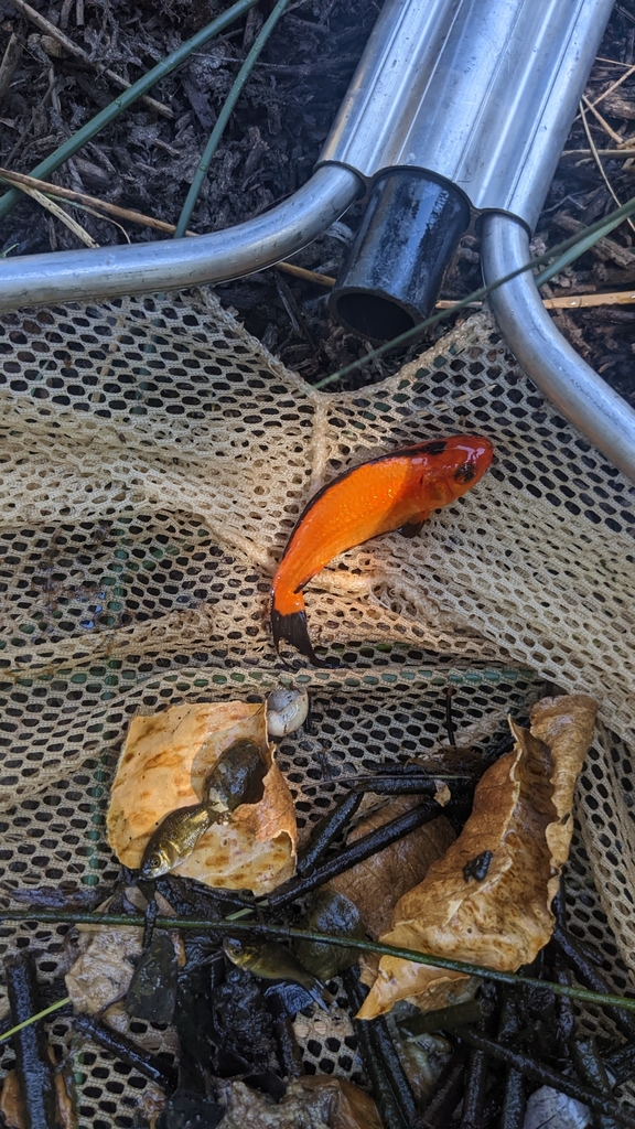 Goldfish from Mosier, OR 97040, USA on August 22, 2022 at 01:04 PM by ...