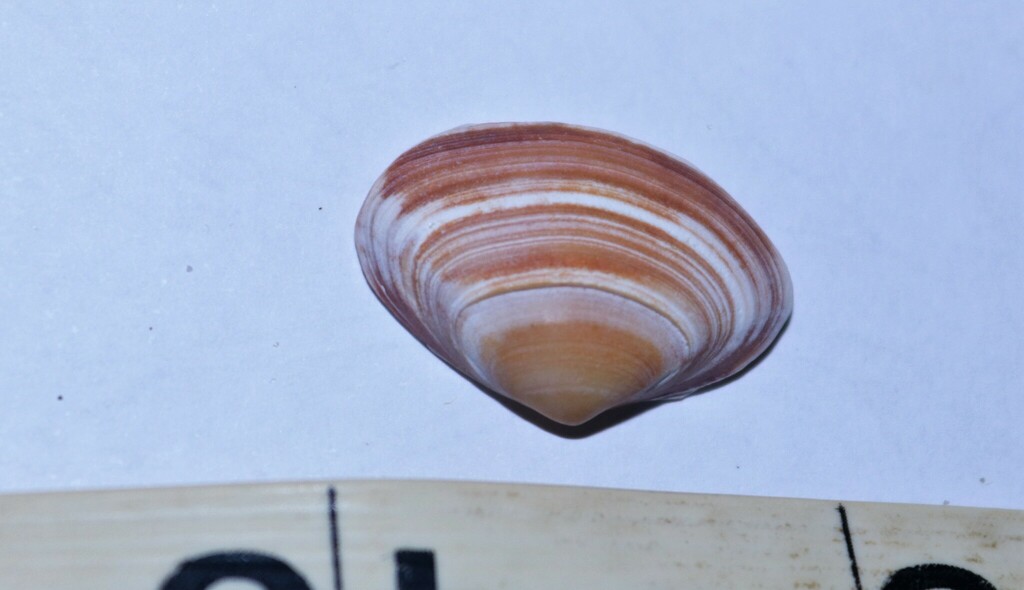 Spisula from Nags Head, NC 27959, USA on August 22, 2022 at 08:15 PM by ...