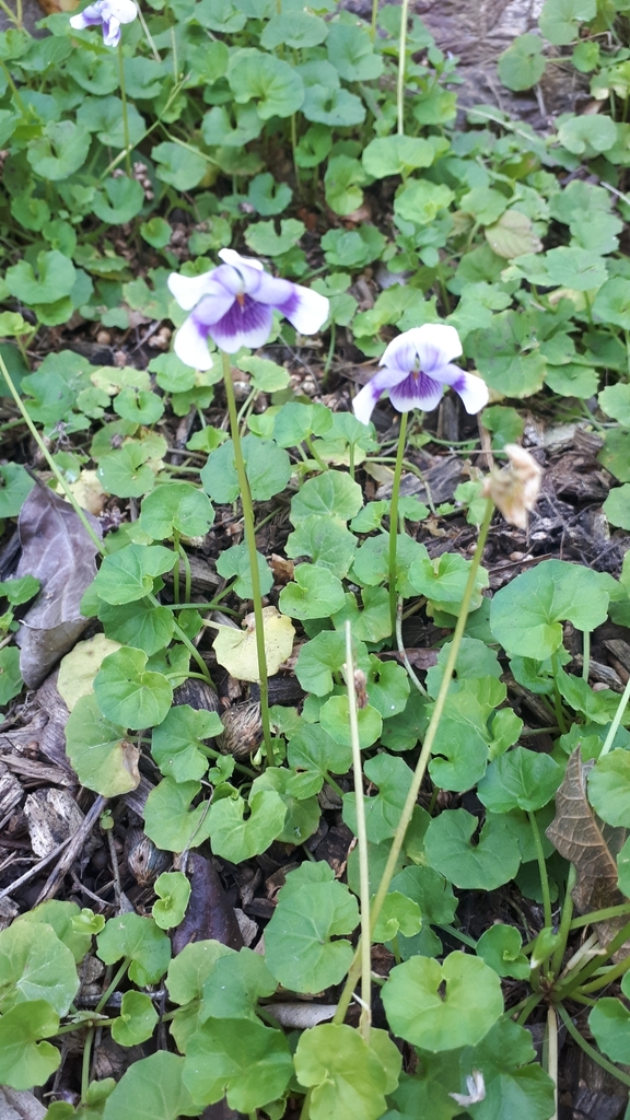 Native Violet from Fairhill Native Botanic Gardens & Nursery on August ...