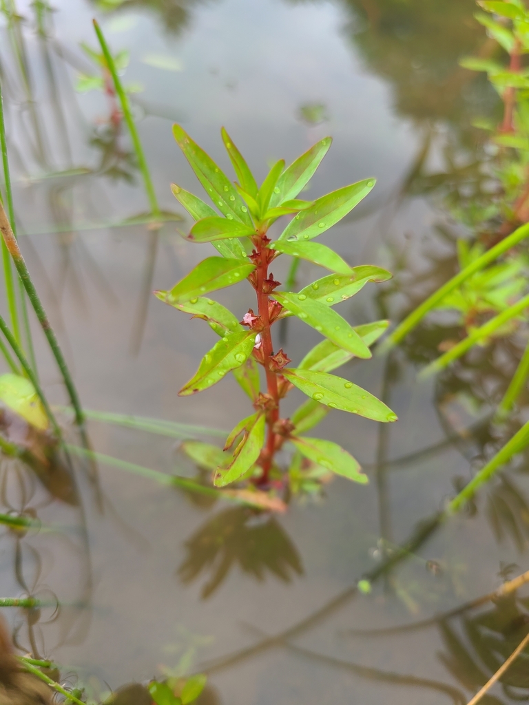 Toothcup in August 2022 by Kevin Speray · iNaturalist