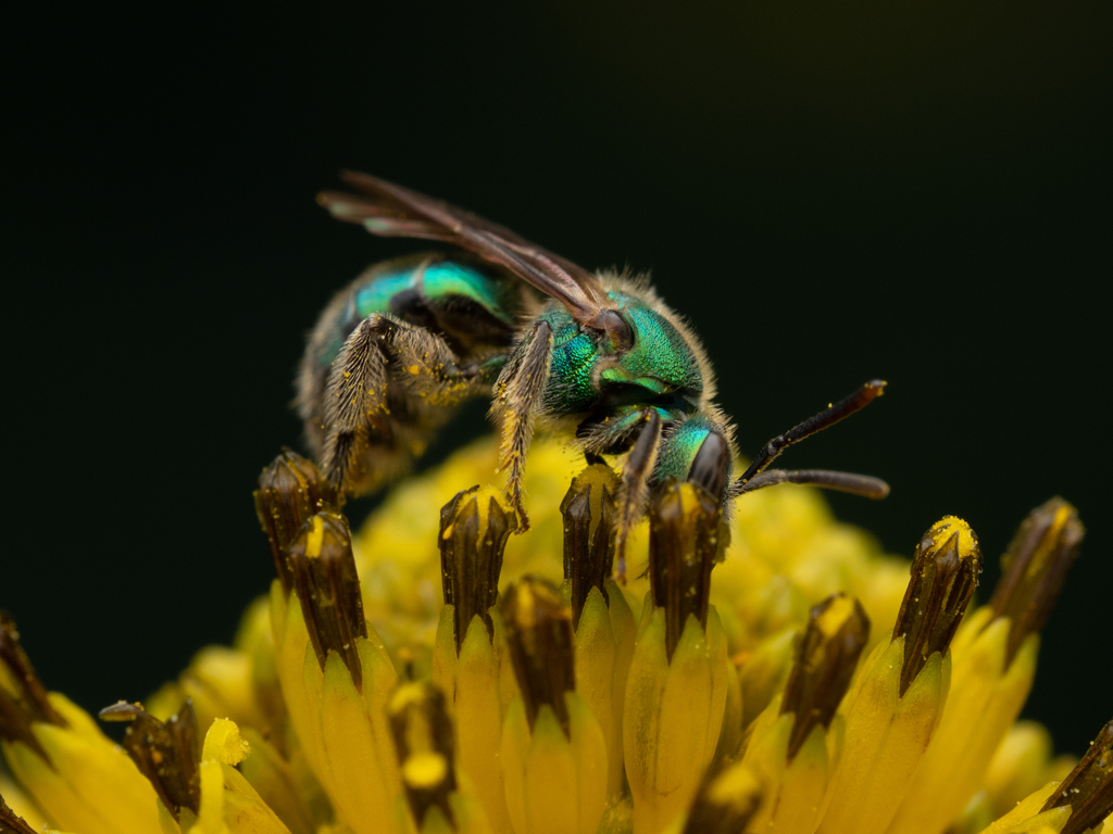 Augochlorella from Waukesha County, WI, USA on August 15, 2022 at 03:25 ...