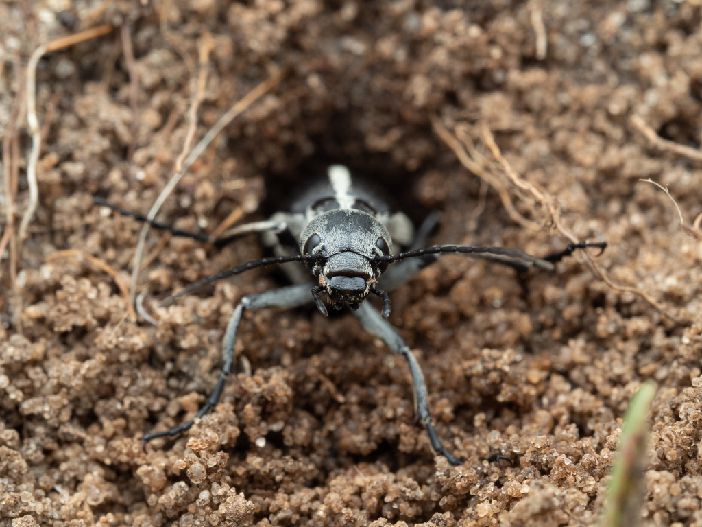 Margined Blister Beetle from Sauk County, WI, USA on August 20, 2022 at ...