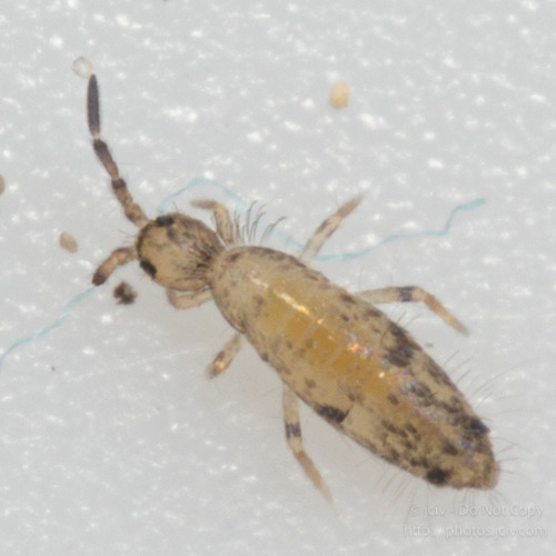 Observations by jciv · iNaturalist