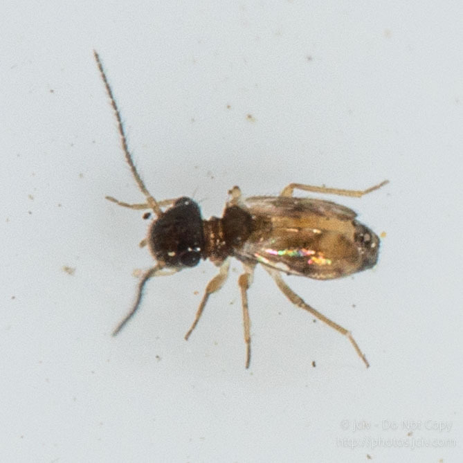 Barklice, Booklice, and Parasitic Lice from Emerald Point on February ...