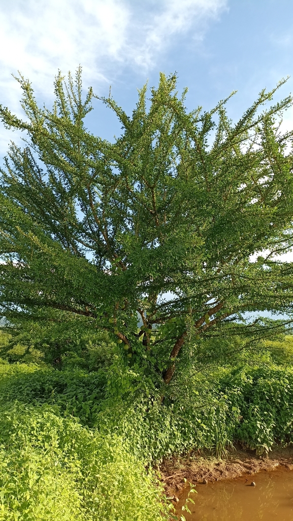 Winged Calabash from 61973 Mich., México on August 18, 2022 at 06:32 PM ...