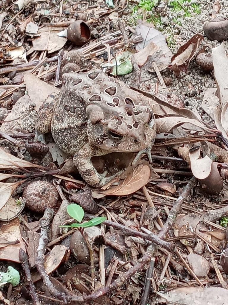 North American Toads in August 2022 by Maria Lauricella · iNaturalist