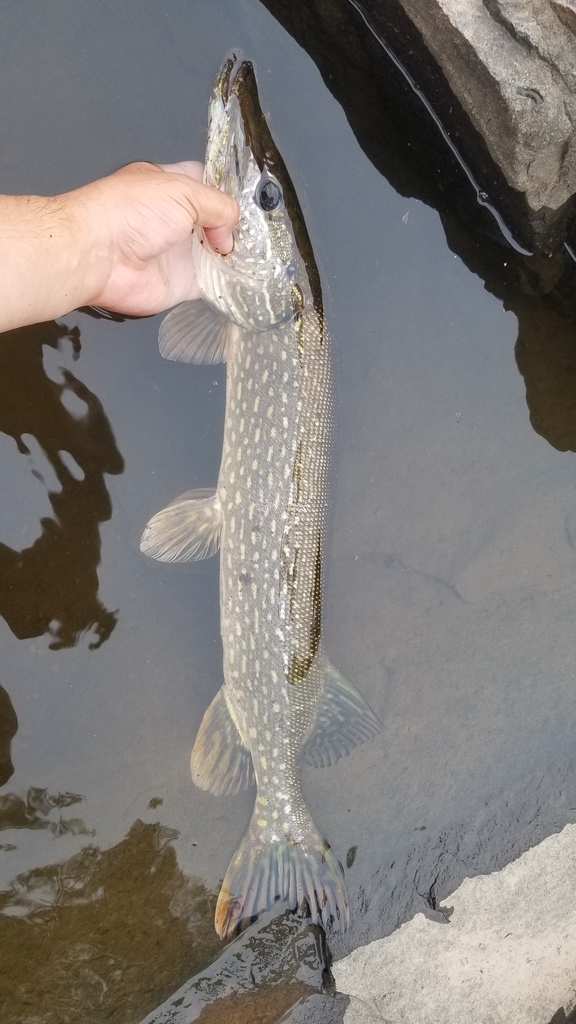 Northern Pike from Stevens Point, WI, USA on August 07, 2022 at 04:24 ...