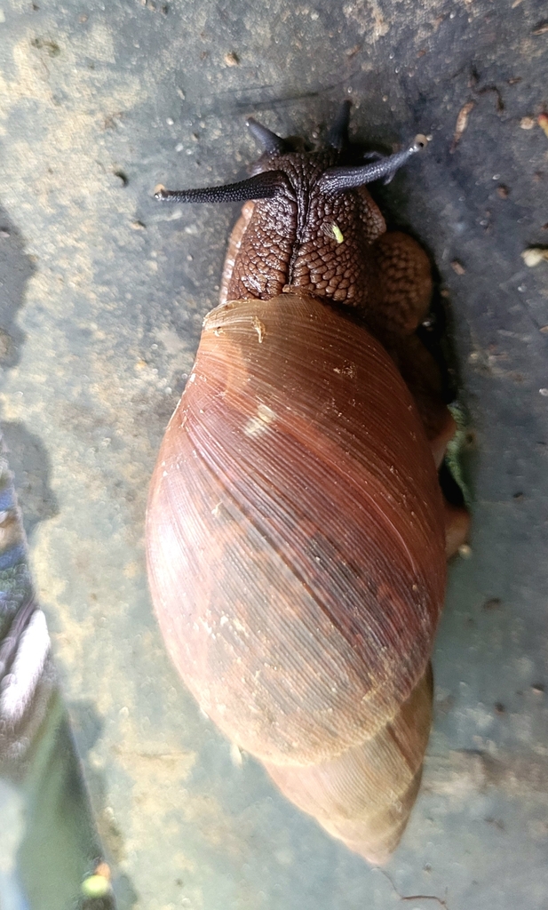 wolf snails from El Encinal, Cdad. de Guatemala, Guatemala on August 21 ...