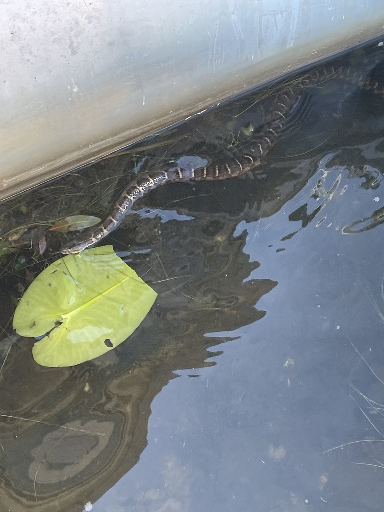 Common Watersnake from Gray Lake, Lake, MI, US on August 22, 2022 at 02 ...