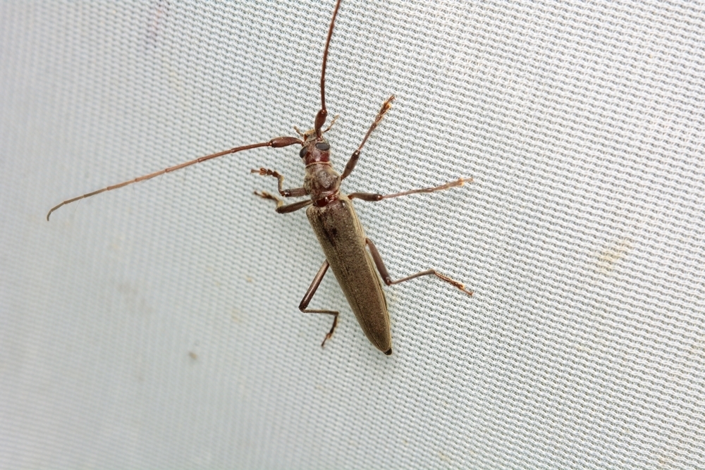 Distenia gracilis from 대한민국 경상남도 합천군 on August 05, 2022 at 11:34 PM by ...