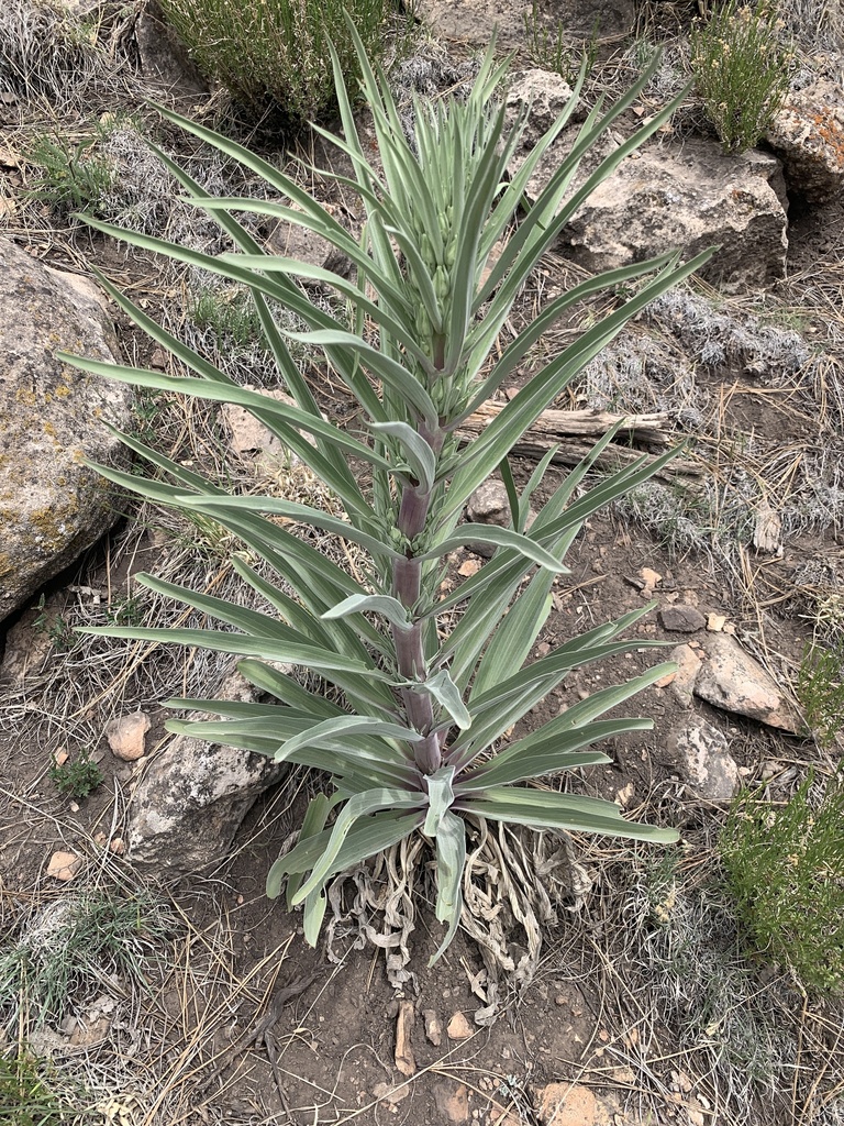 plants from Coconino County, US-AZ, US on June 2, 2021 at 11:57 AM by ...