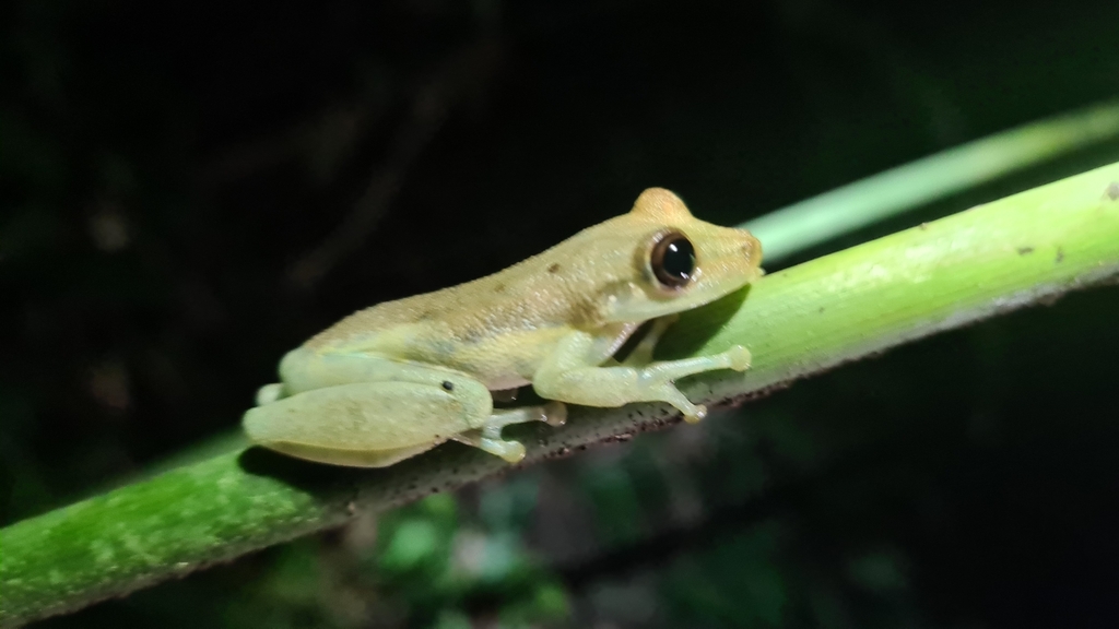 Olive Snouted Tree Frog from Isla Bastimentos, Bastimento, Panama on ...