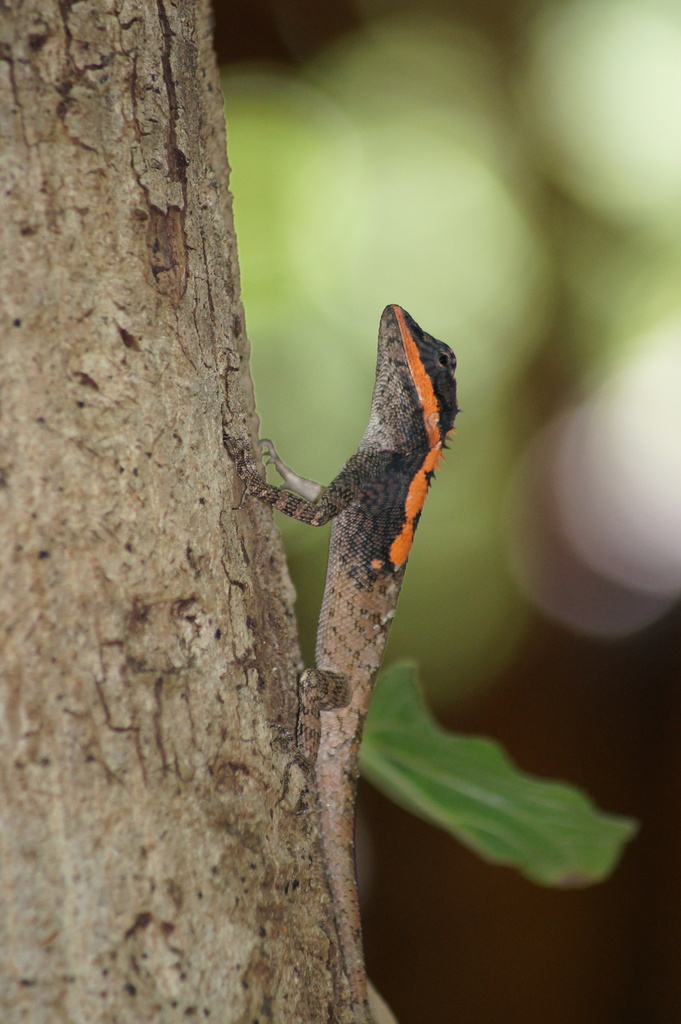 Painted-lip Lizard from Cejlon, North Central Province, LK on August 21 ...