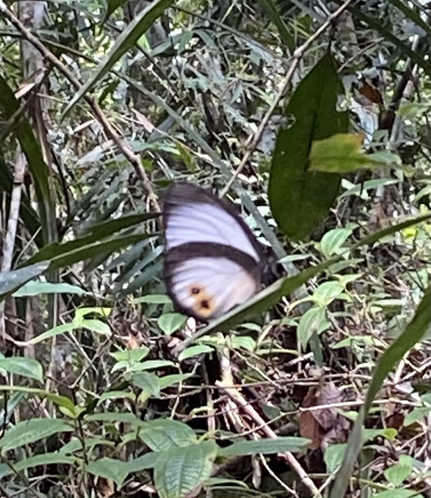 palmfly from Central Province, PG on August 23, 2022 at 11:08 AM by ...