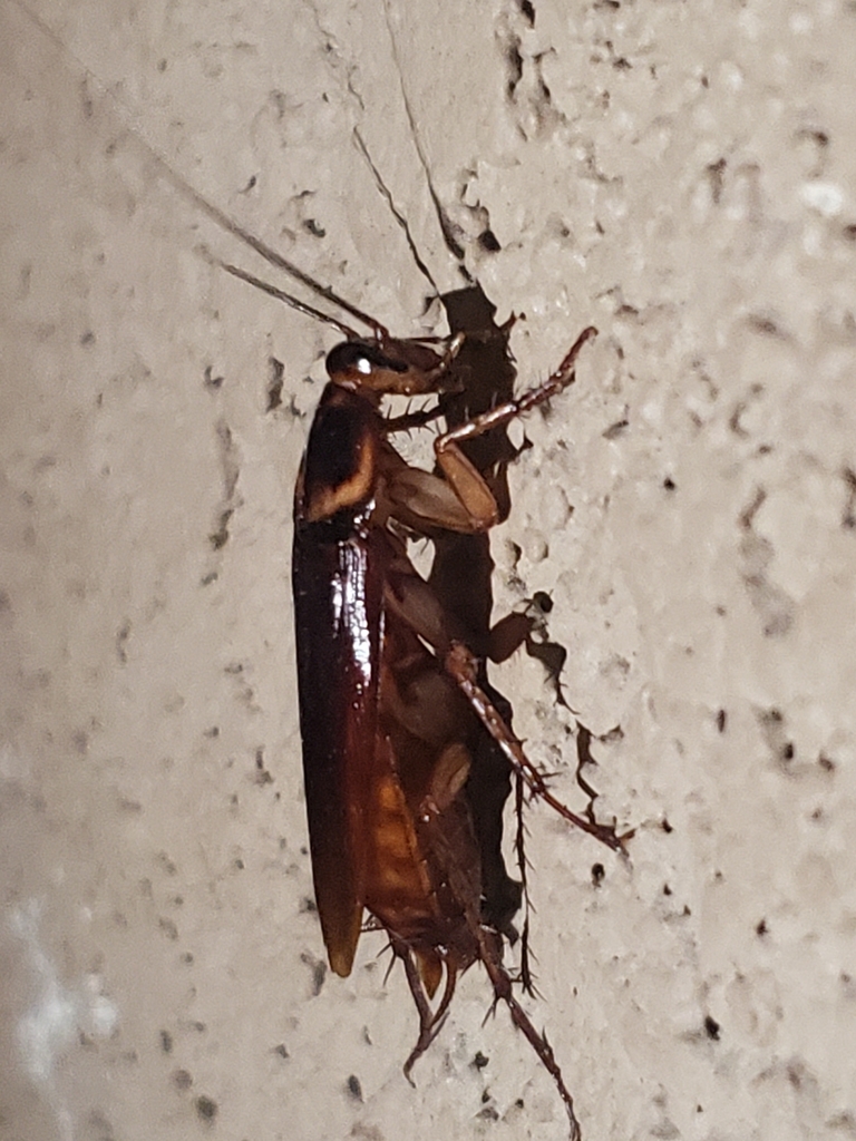 American Cockroach from McCullough Hills, Henderson, NV, USA on August ...
