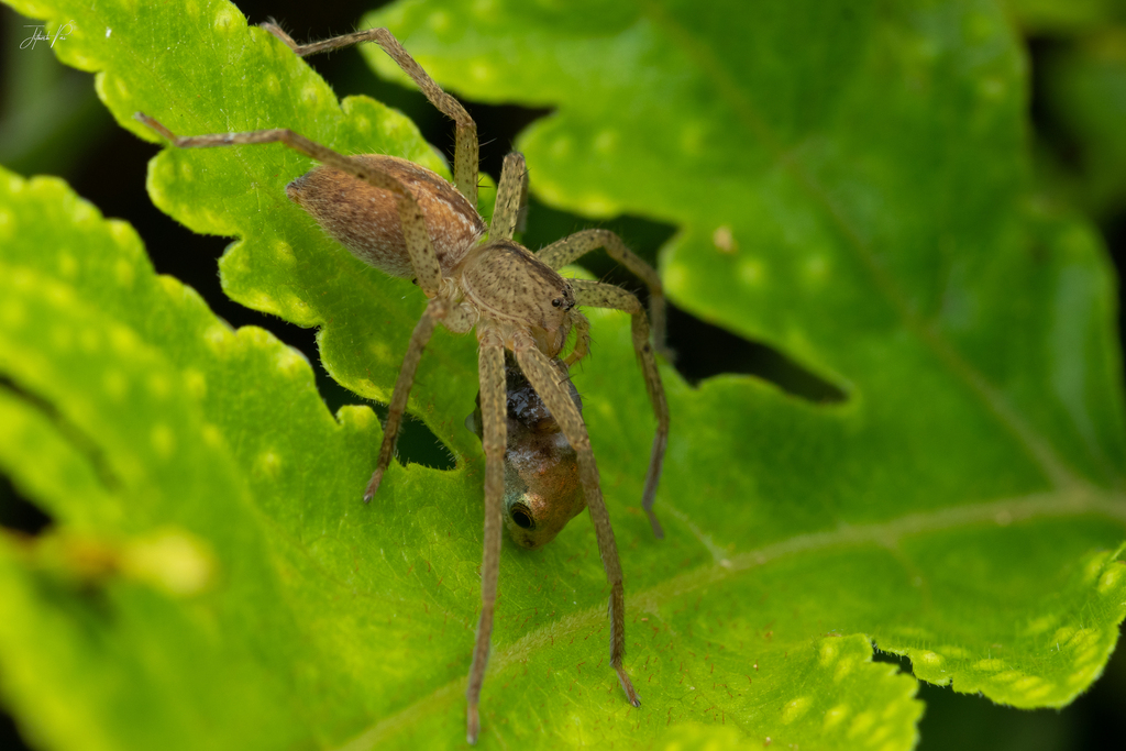 Pseudopoda from PO, Yevakapadi, Karnataka 571212, India on August 19 ...