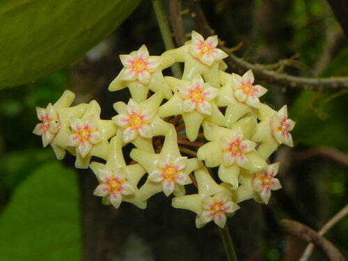 Hoya nicholsoniae · iNaturalist Mexico