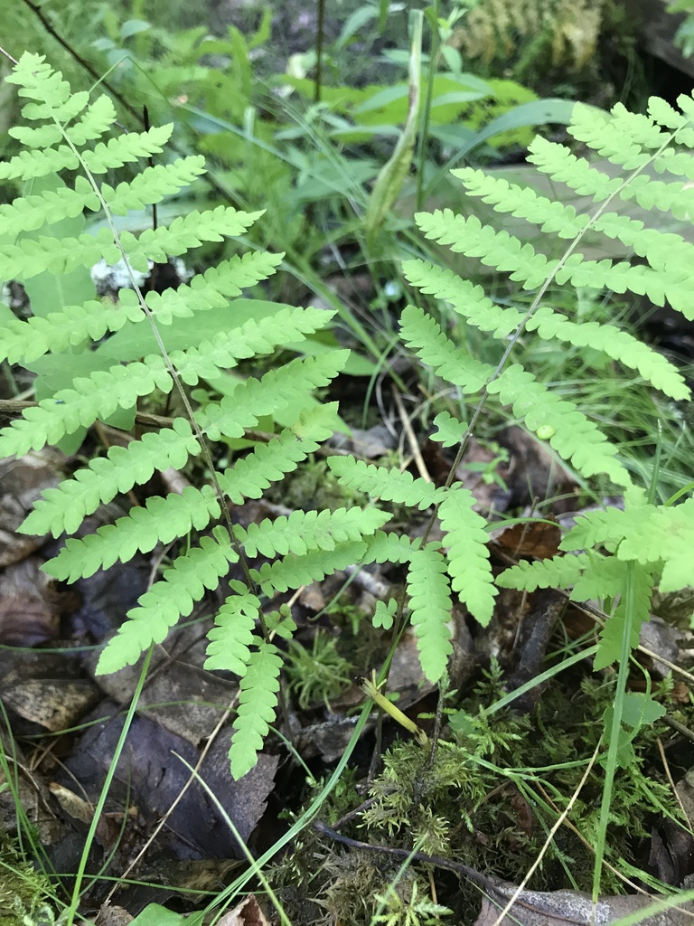 Eastern American marsh fern from 2–98 Mountain Dr, Deer Isle, ME, US on ...