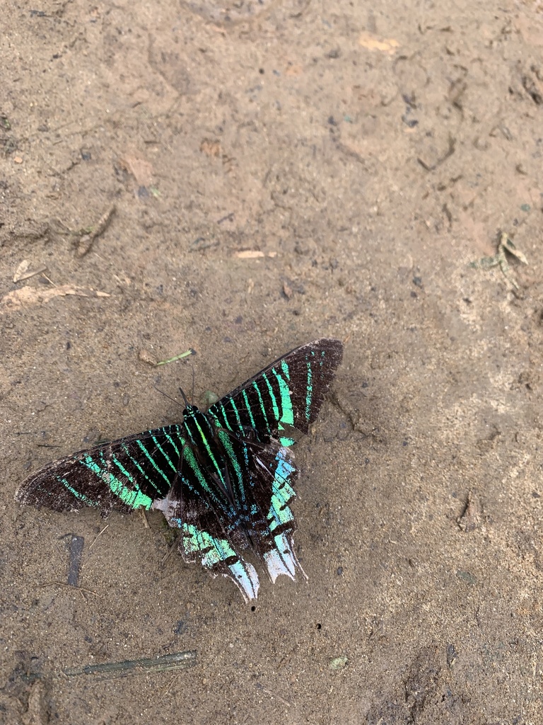 Green-banded Urania from Parque Nacional Yasuní, Aguarico, Orellana, EC ...