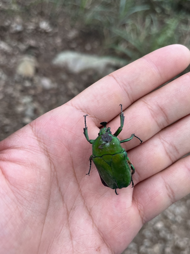 Scarabs from 和平區, TW on August 23, 2022 at 01:10 PM by 龔鈺文 · iNaturalist