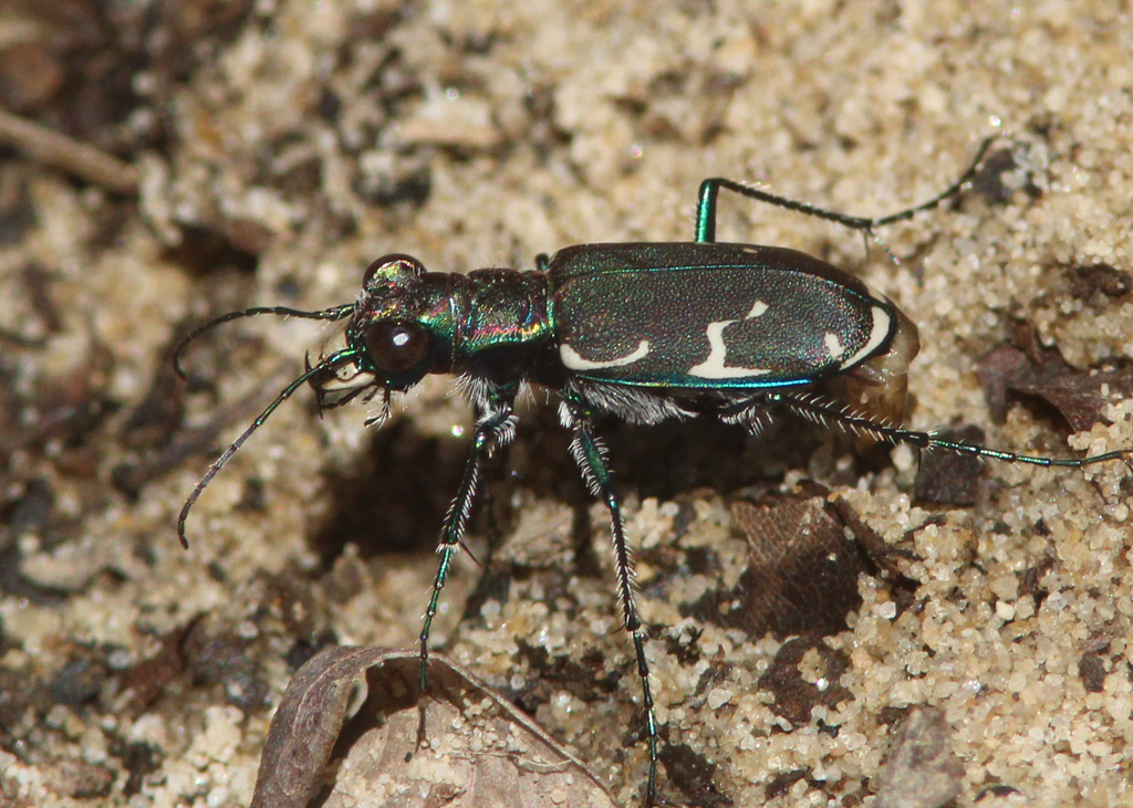 Appalachian Tiger Beetle in August 2022 by Allen Barlow. Approx. 12 ...