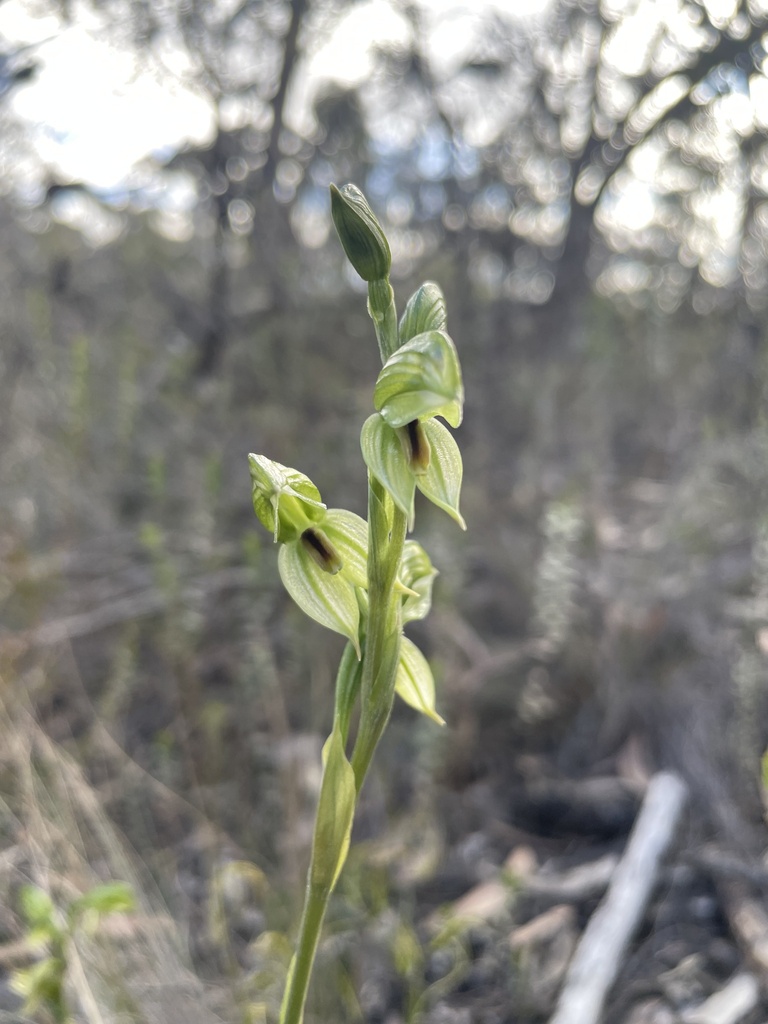 Pterostylis tenuis in August 2022 by Ryan P. O'Donnell · iNaturalist