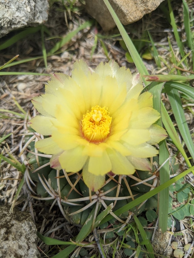 Coryphantha elephantidens from Santa María Atzompa, Santa María Atzompa ...