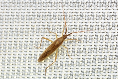 Stenodema longula · iNaturalist