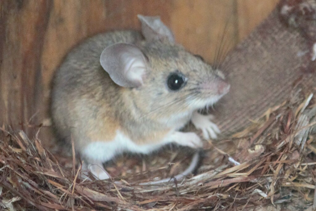 White-footed Mouse from Somervell County, TX, USA on August 21, 2022 at ...