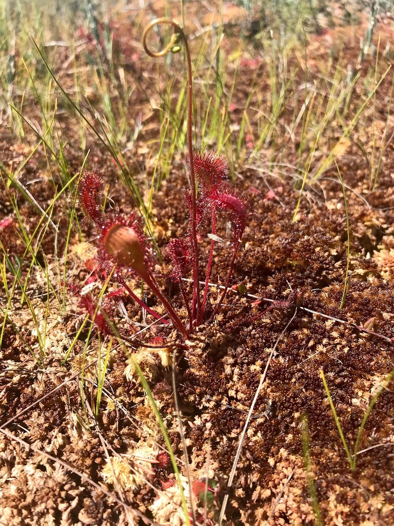Drosera × obovata from Ķemeru nacionālais parks, Slampe, Tukuma novads ...