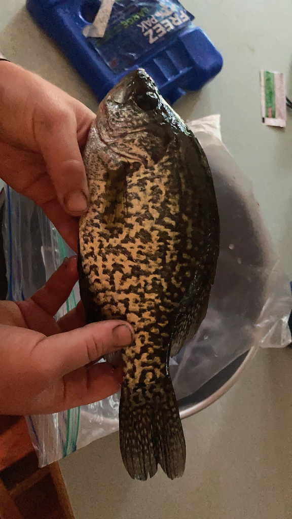 Black Crappie on June 2, 2022 at 05:13 PM by Erik Lokensgard · iNaturalist