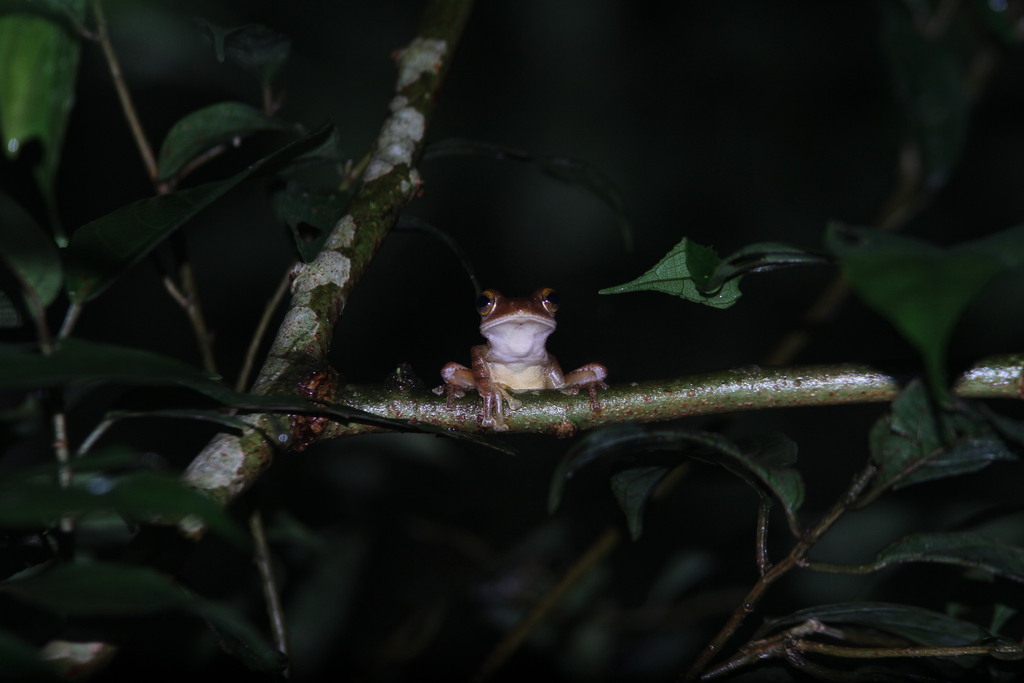 Java Flying Frog from 7QJ9+HRC, Pasirjaya, Kec. Cigombong, Kabupaten ...