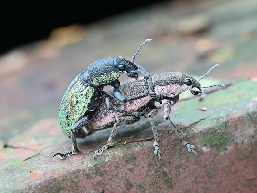 Lepropus lateralis · iNaturalist Mexico