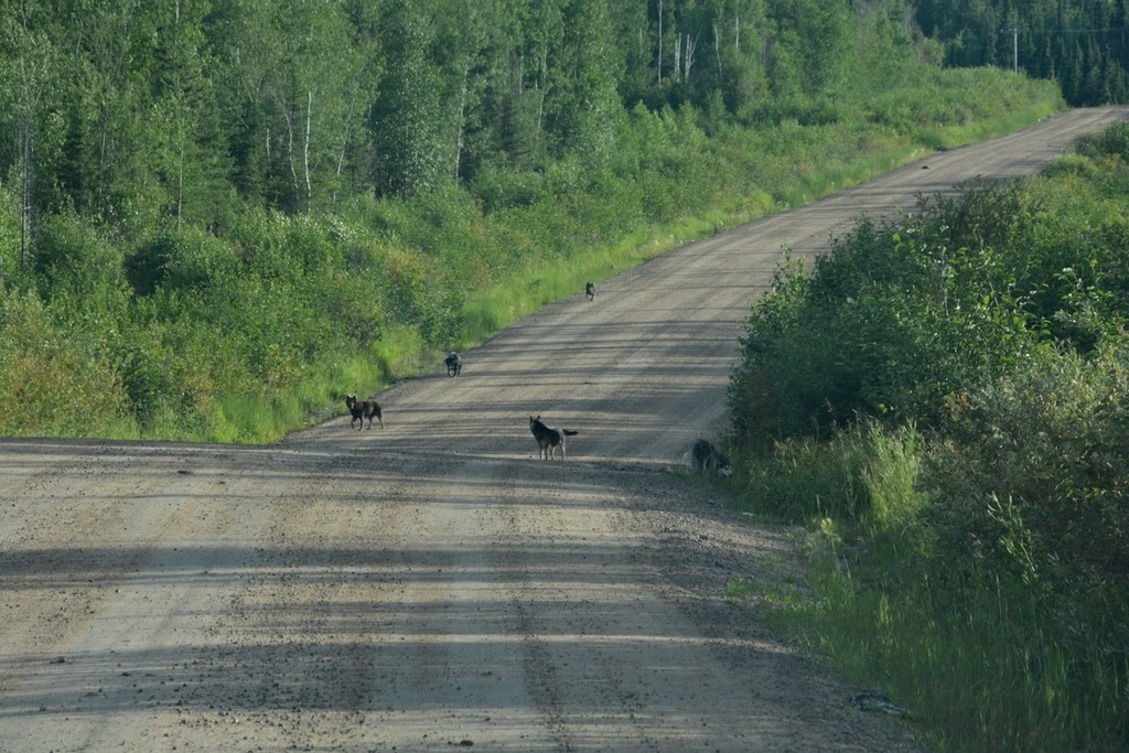 Domestic Dog from Saskatchewan, Canada on July 20, 2022 at 06:25 PM by ...