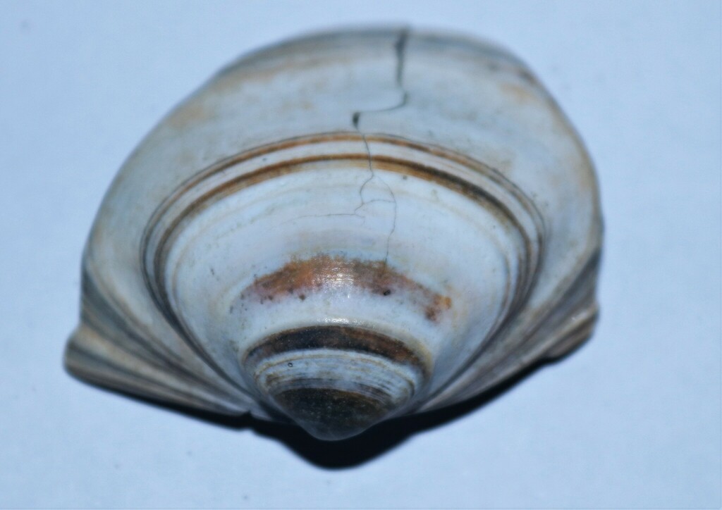 Spisula from Nags Head, NC 27959, USA on August 23, 2022 at 01:04 PM by ...