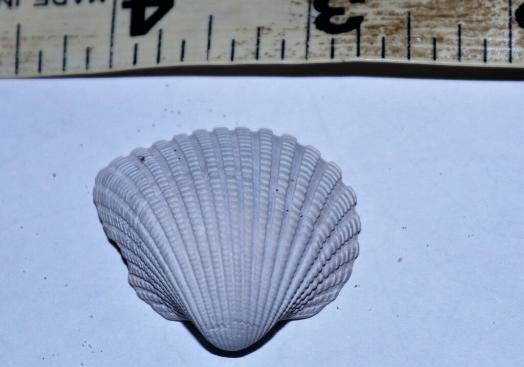 Incongruous Ark from Nags Head, NC 27959, USA on August 23, 2022 at 01: ...