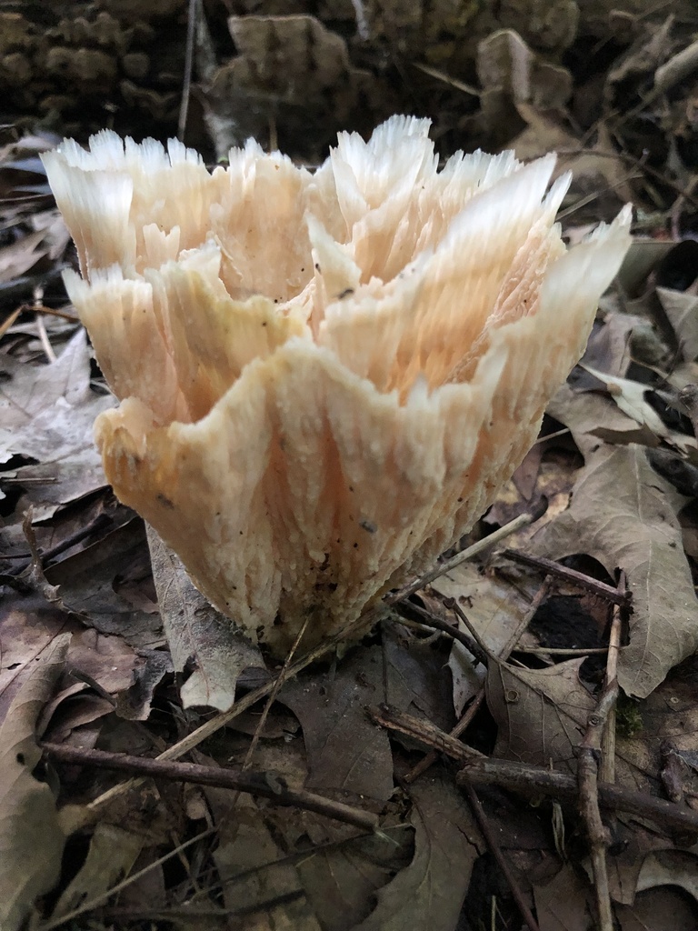 Podoscypha aculeata from Jefferson Ave, Memphis, TN, US on August 23 ...