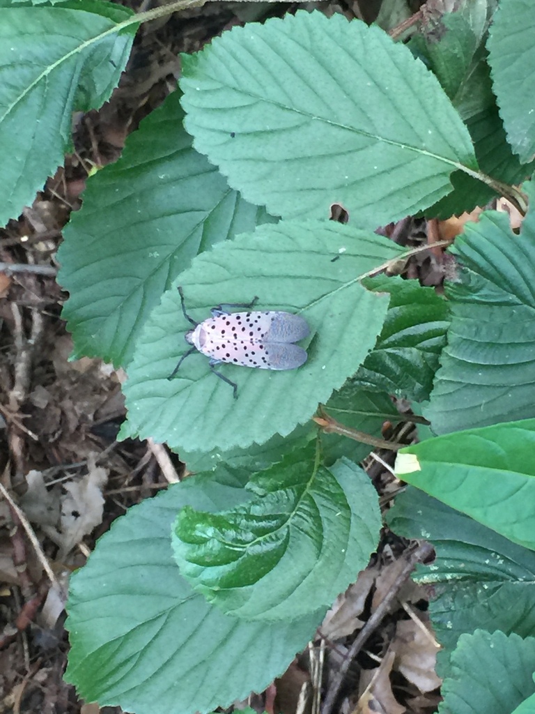Spotted Lanternfly from Central Park, New York, NY, US on August 23 ...