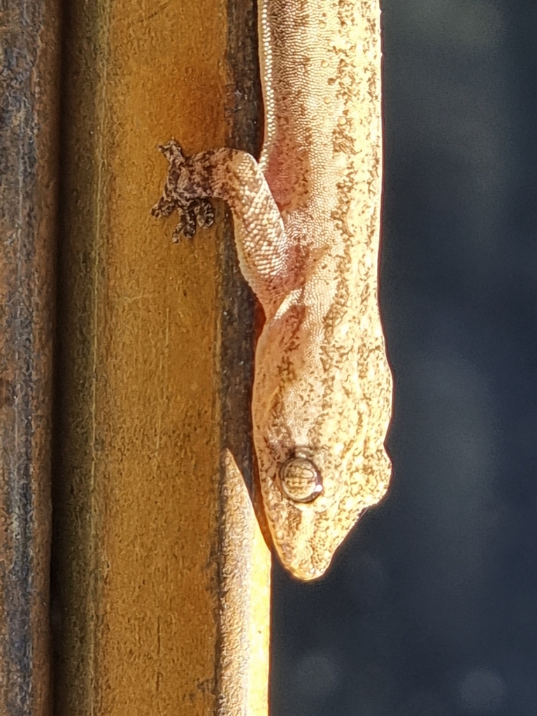 Asian House Gecko from Glenview QLD 4553, Australia on August 24, 2022 ...