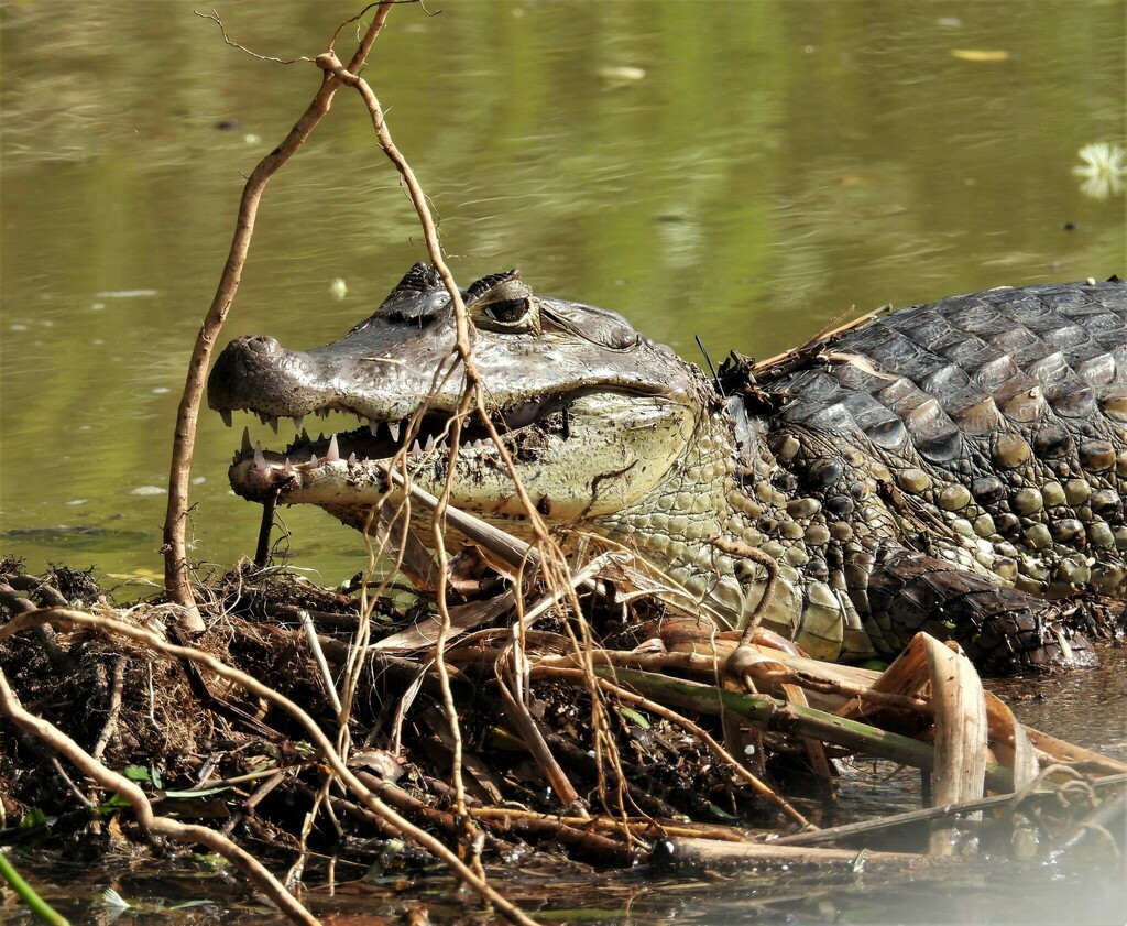 Spectacled Caiman from Hato Rey Nte., San Juan, Puerto Rico on August ...