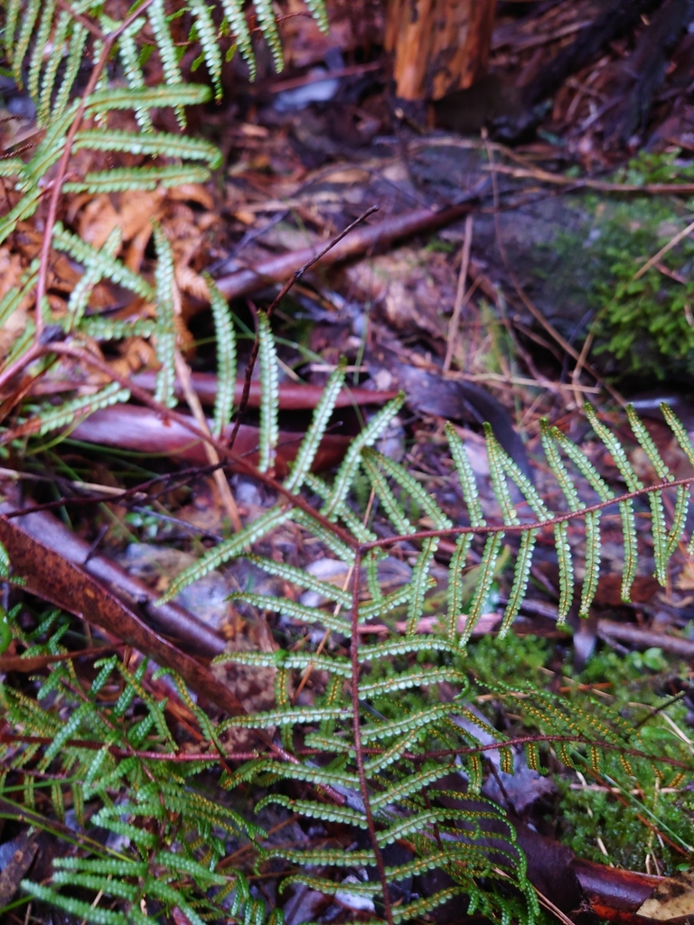 scrambling coral-fern from Kilsyth VIC 3137, Australia on August 24 ...
