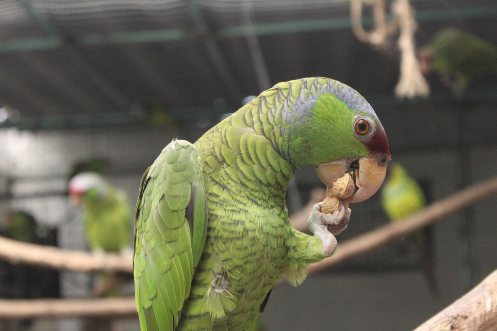 Lilac-crowned Parrot in July 2022 by Jair Villaseñor · iNaturalist