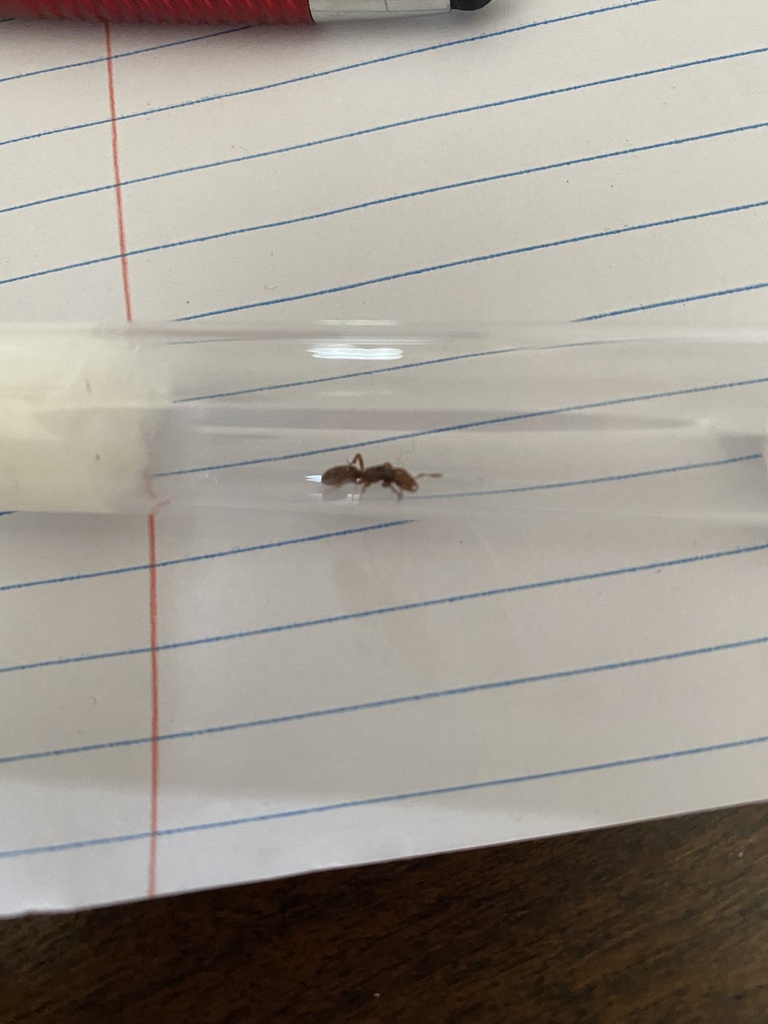 Common × Wide-legged Citronella Ant from Katni Ct, Toms River, NJ, US ...