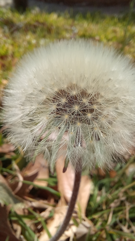 common dandelion from Rangeview, Krugersdorp, 1739, South Africa on ...