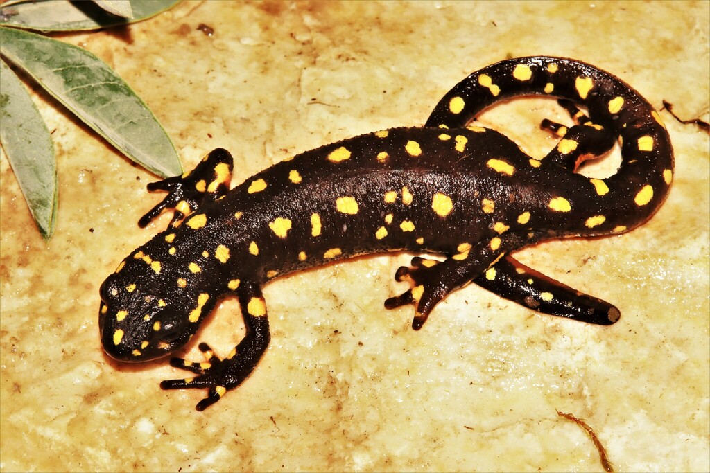 Kurdistan Spotted Newt in May 2022 by Christian Langner · iNaturalist
