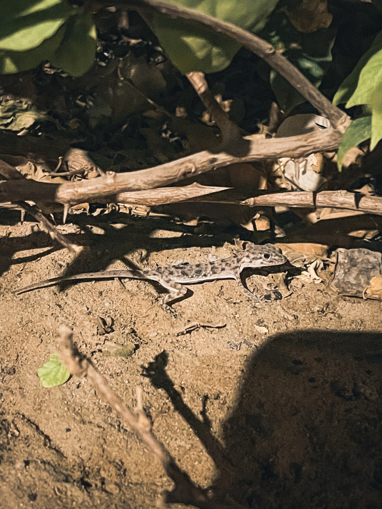 Keeled Rock Gecko from Sector, Dubai, Dubaï, AE on August 23, 2022 at ...