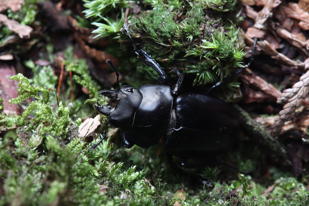 Neolucanus nitidus from 庆元县, 丽水市, 浙江省, CN on August 24, 2022 at 11:50 ...